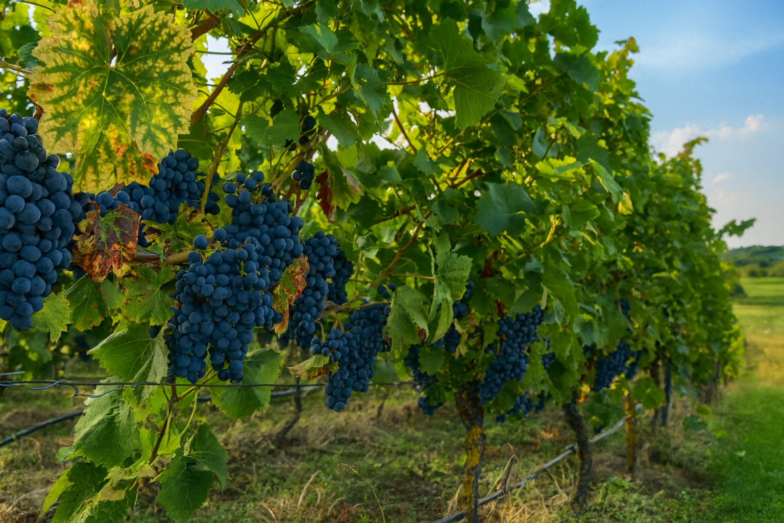 Boccaccio Cellars – Boccaccio Cellars