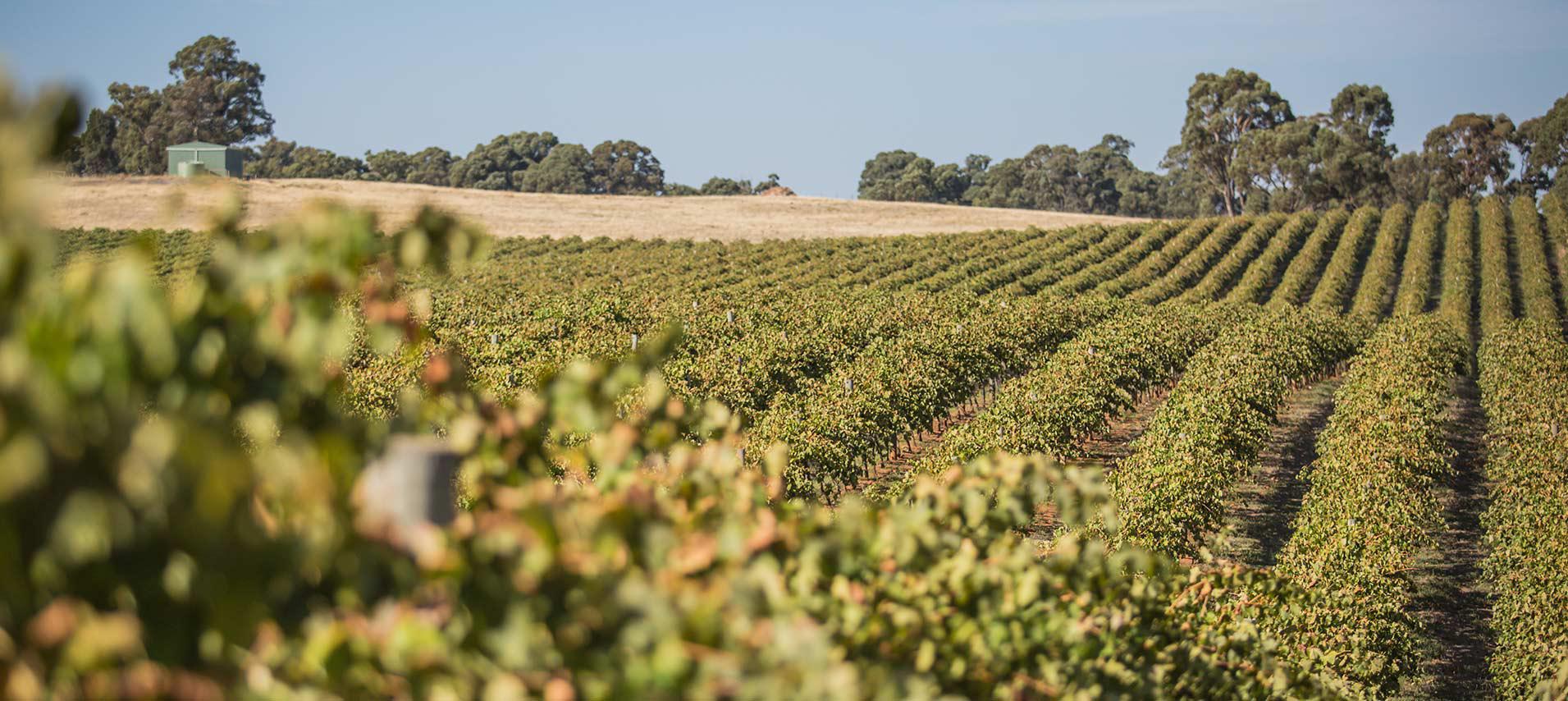 Boccaccio Cellars – Boccaccio Cellars